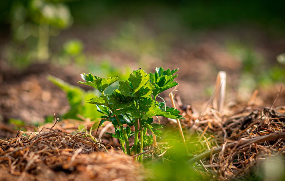 Cómo mejorar tu jardín de forma sostenible con el mulching | Keio Jardins